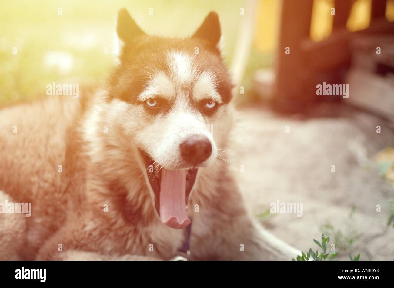 Husky dog yawning at the sun rays. Sleepy dog funny yawns with wide ...