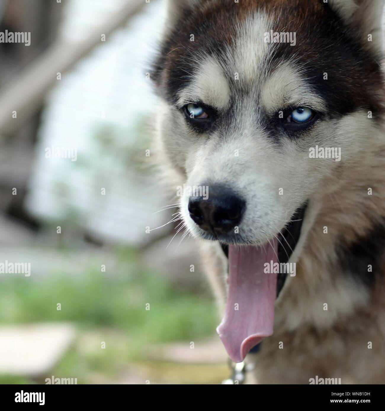 Husky dog yawning at the sun rays. Sleepy dog funny yawns with wide ...