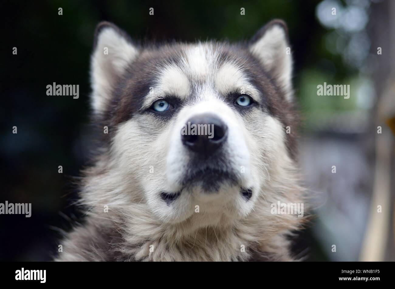 Gorgeous profile siberian husky hi-res stock photography and images - Alamy