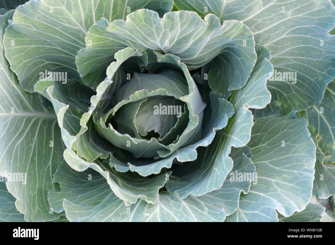 Fresh cabbage from farm field in the garden. View of green plants ...