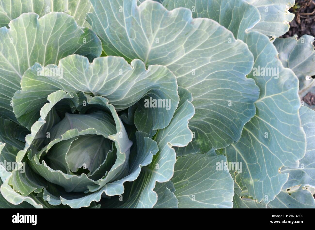 Fresh cabbage from farm field in the garden. View of green plants ...
