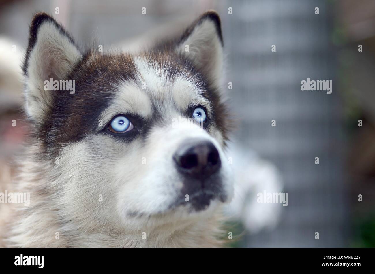 Alaskan Malamute with blue eyes. The Arctic Malamute is a wonderful ...