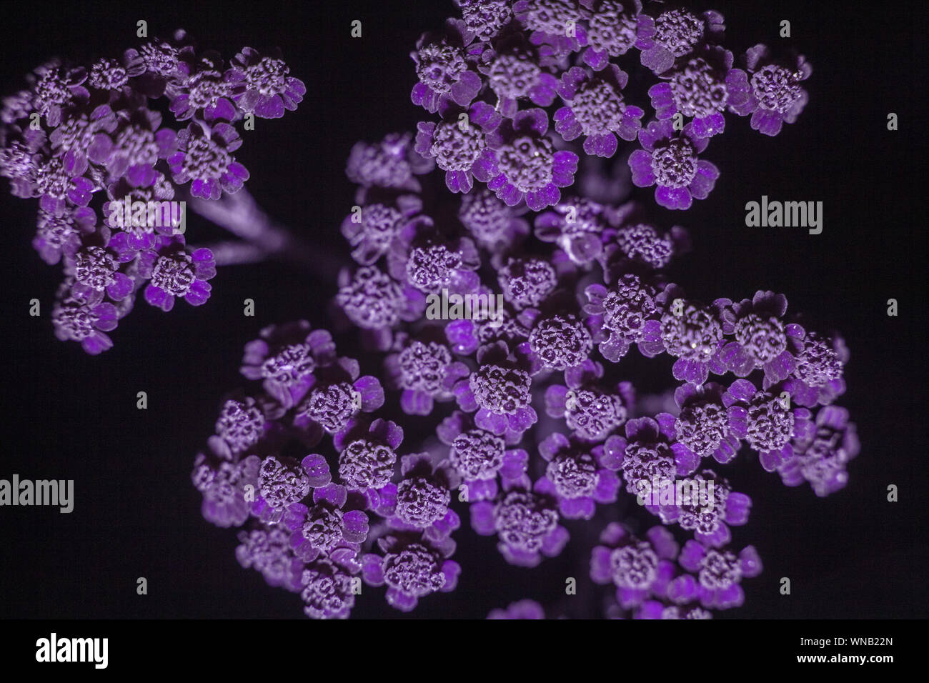 Common yarrow in ultraviolet macro Stock Photo - Alamy