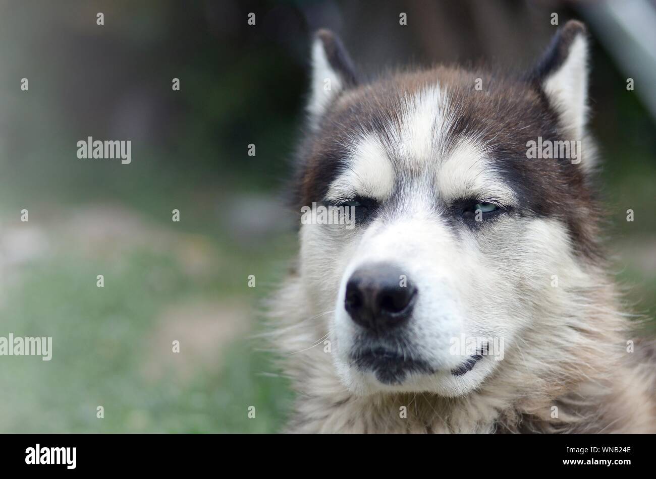 Alaskan Malamute with blue eyes. The Arctic Malamute is a wonderful ...