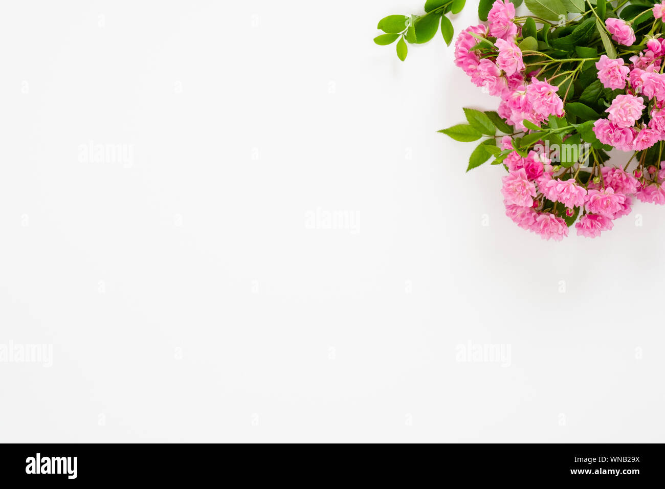 Bunch of daisy pink rose flowers on top right corner on white ...