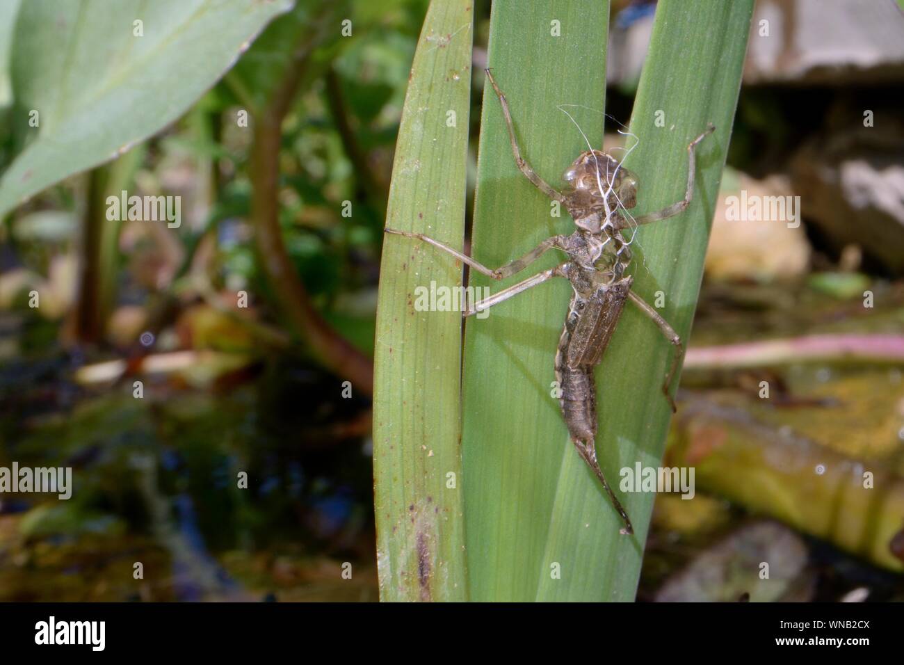Nymphal exuvium hi-res stock photography and images - Alamy