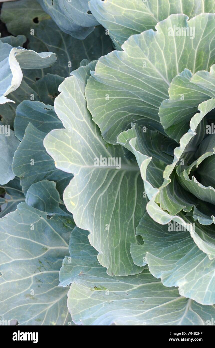 Fresh cabbage from farm field in the garden. View of green plants ...