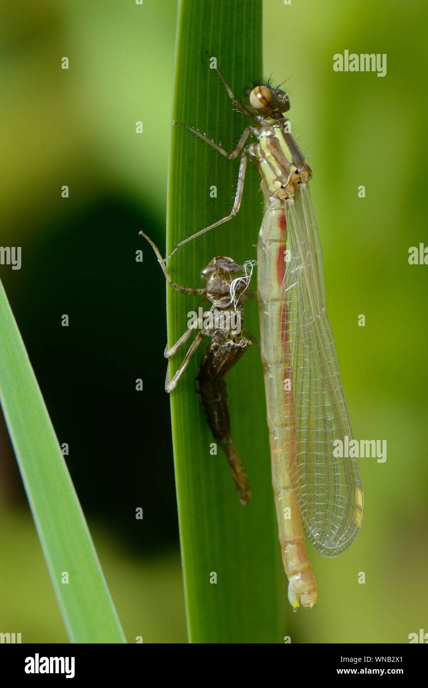 Nymphal exuvium hi-res stock photography and images - Alamy