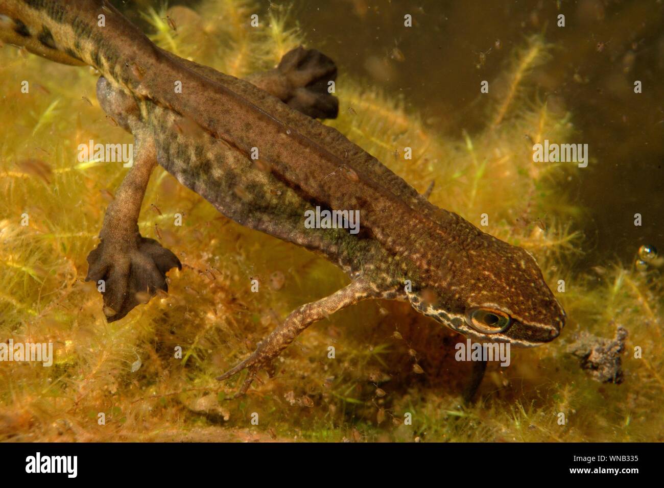 Palmate newt (Lissotriton helveticus) male in a garden pond at night ...