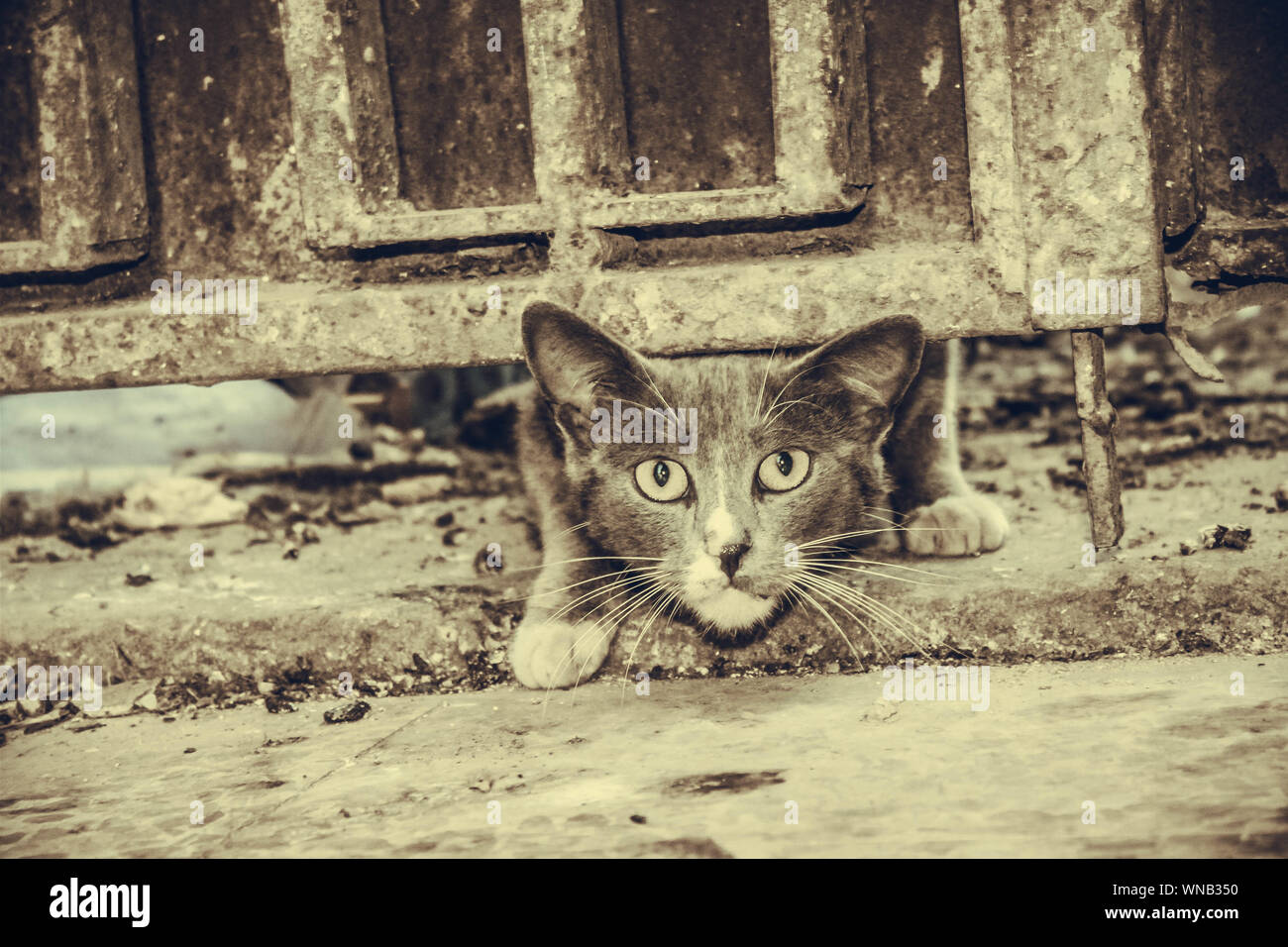 Straw cat hi-res stock photography and images - Alamy