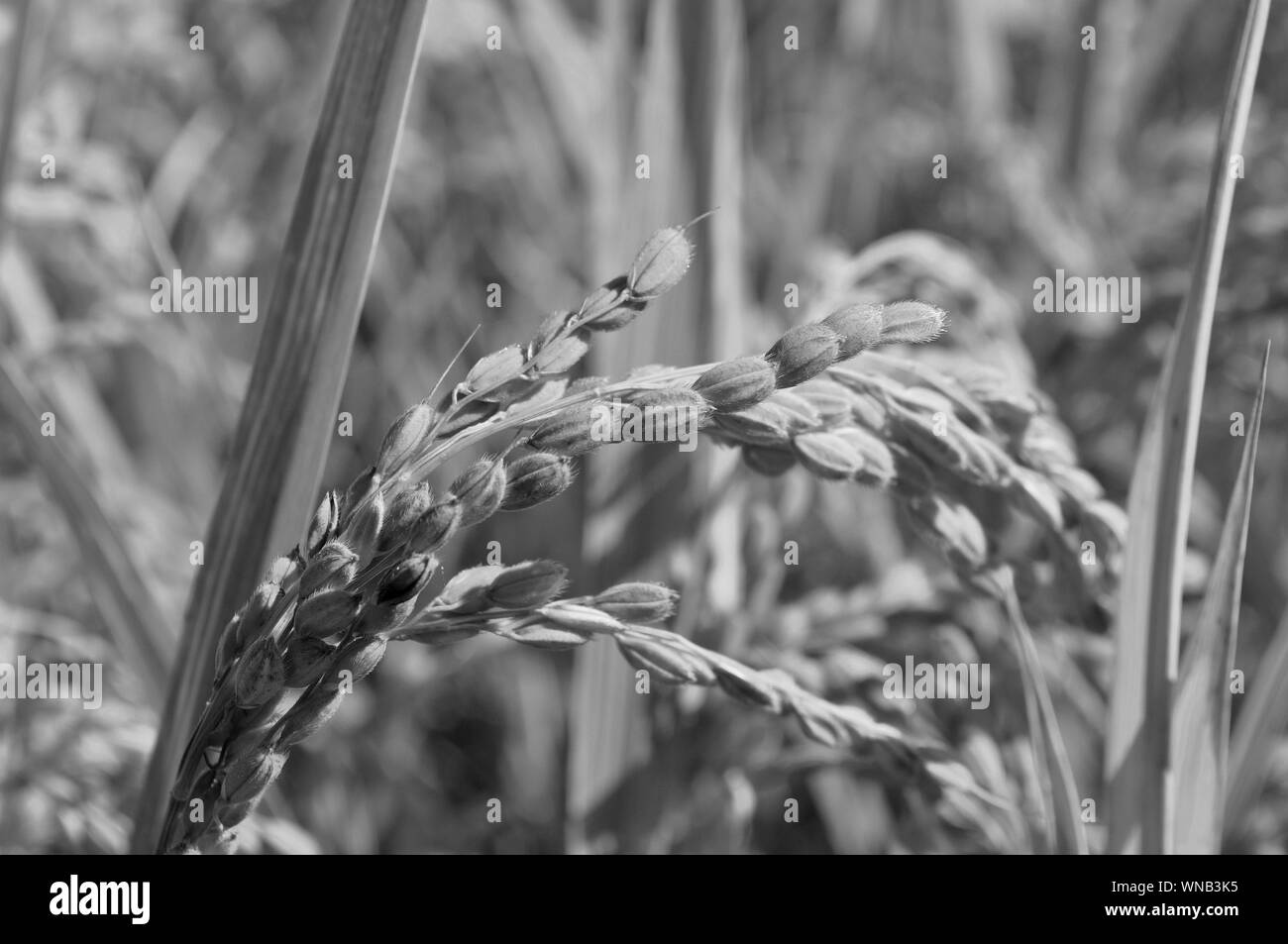 Rice plant in nature Black and White Stock Photos & Images - Alamy