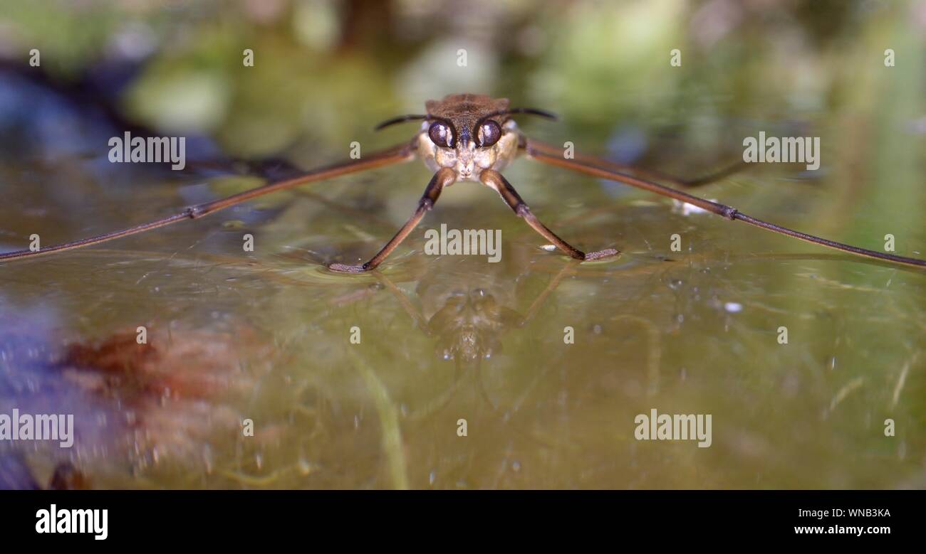 Common pond skater / Water strider (Gerris lacustris) standing on the ...
