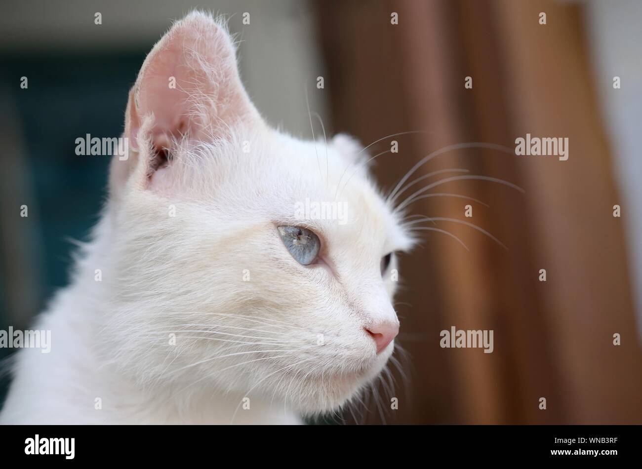 A pure white cat with turquoise blue eyes and pink defective ears ...