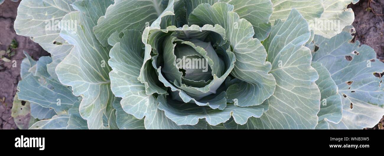 Fresh cabbage from farm field in the garden. View of green plants ...