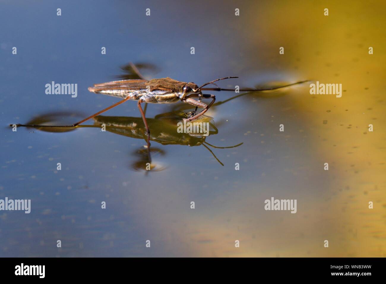 Common water strider gerris lacustris hi-res stock photography and ...