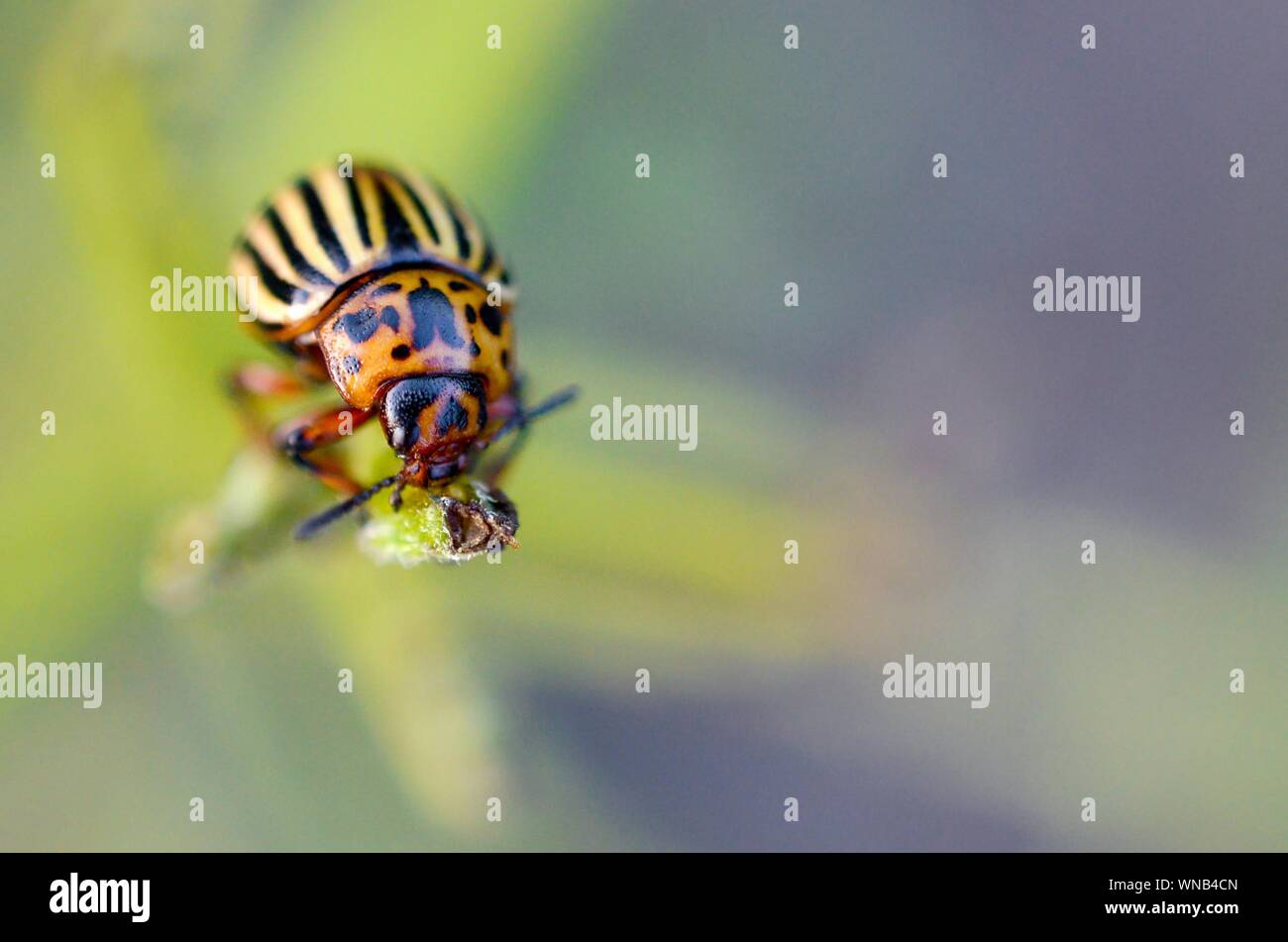 Colorado potato beetle crawling on potato leaves. Ten-striped spearman ...