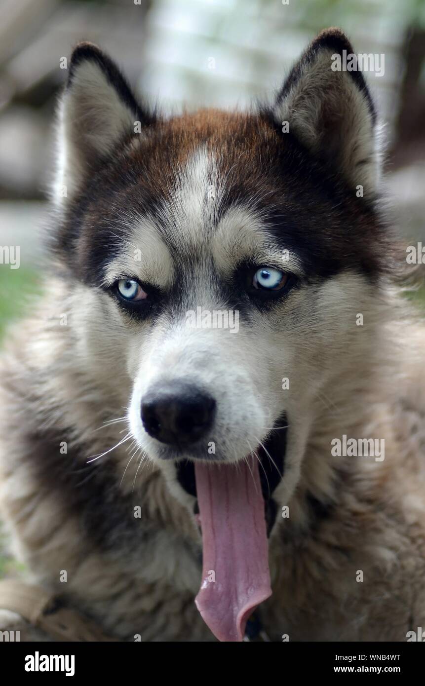Husky dog yawning at the sun rays. Sleepy dog funny yawns with wide ...