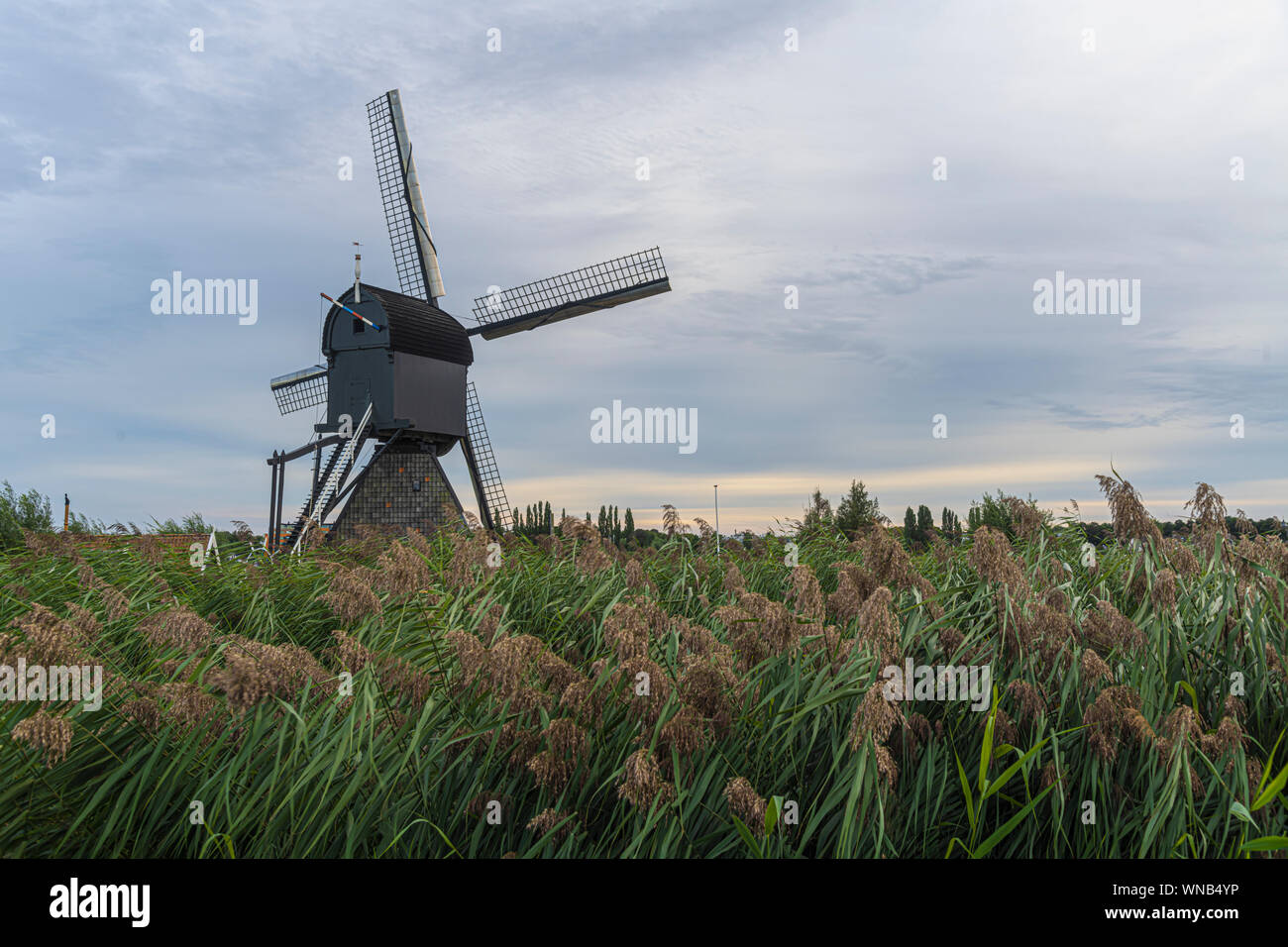 Dutch windmill above the fence of wild grass blown by strong winds ...