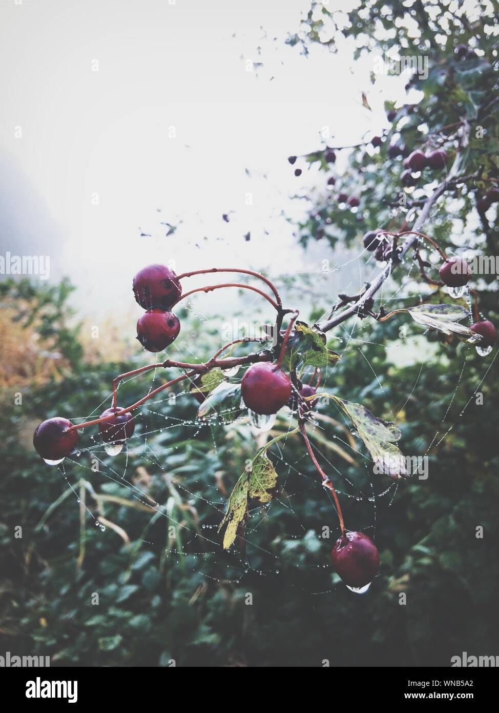 Rotten Fruits On Tree High Resolution Stock Photography and Images - Alamy