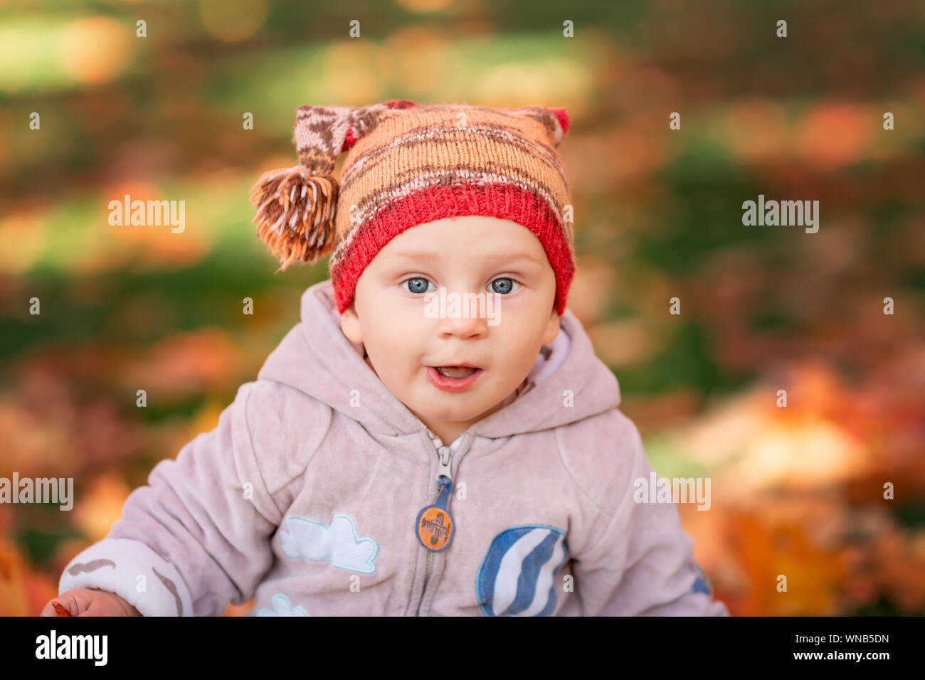 Baby red maple leaves hi-res stock photography and images - Alamy