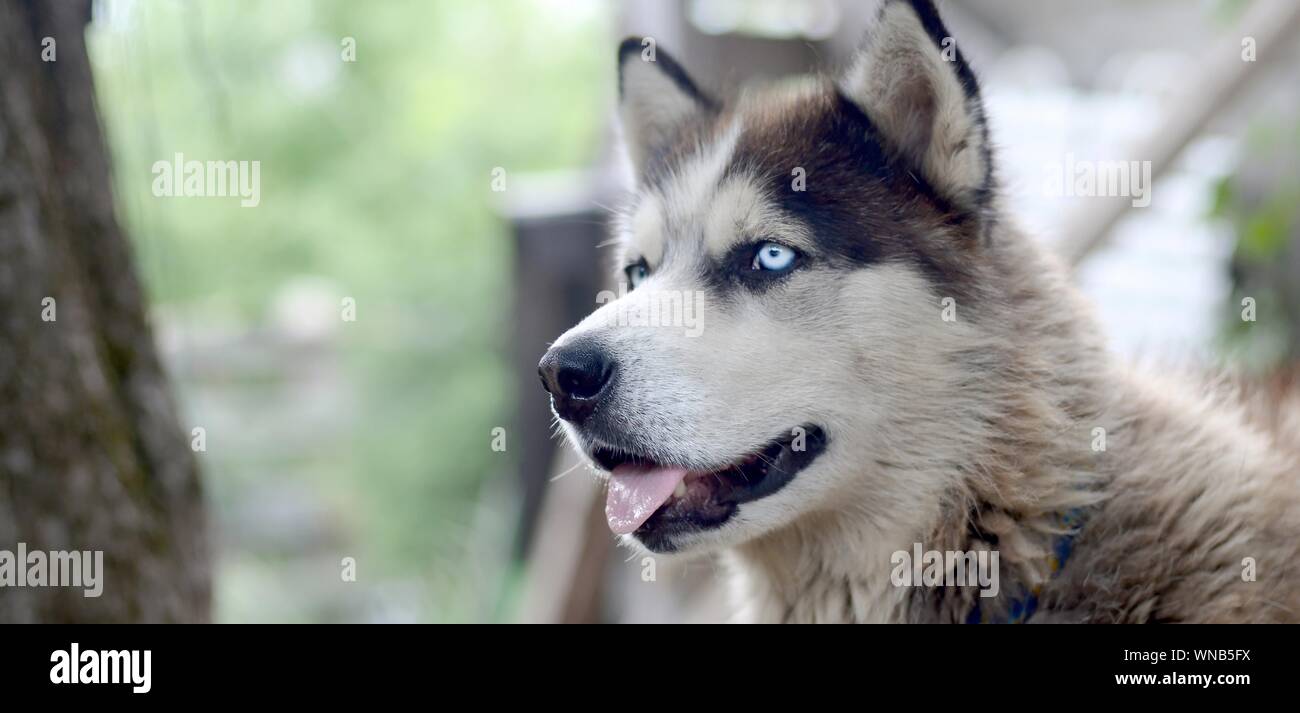 Alaskan Malamute with blue eyes. The Arctic Malamute is a wonderful ...