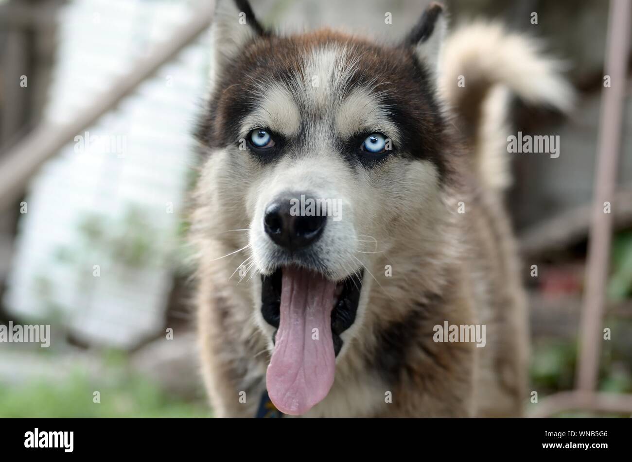 Husky dog yawning at the sun rays. Sleepy dog funny yawns with wide ...