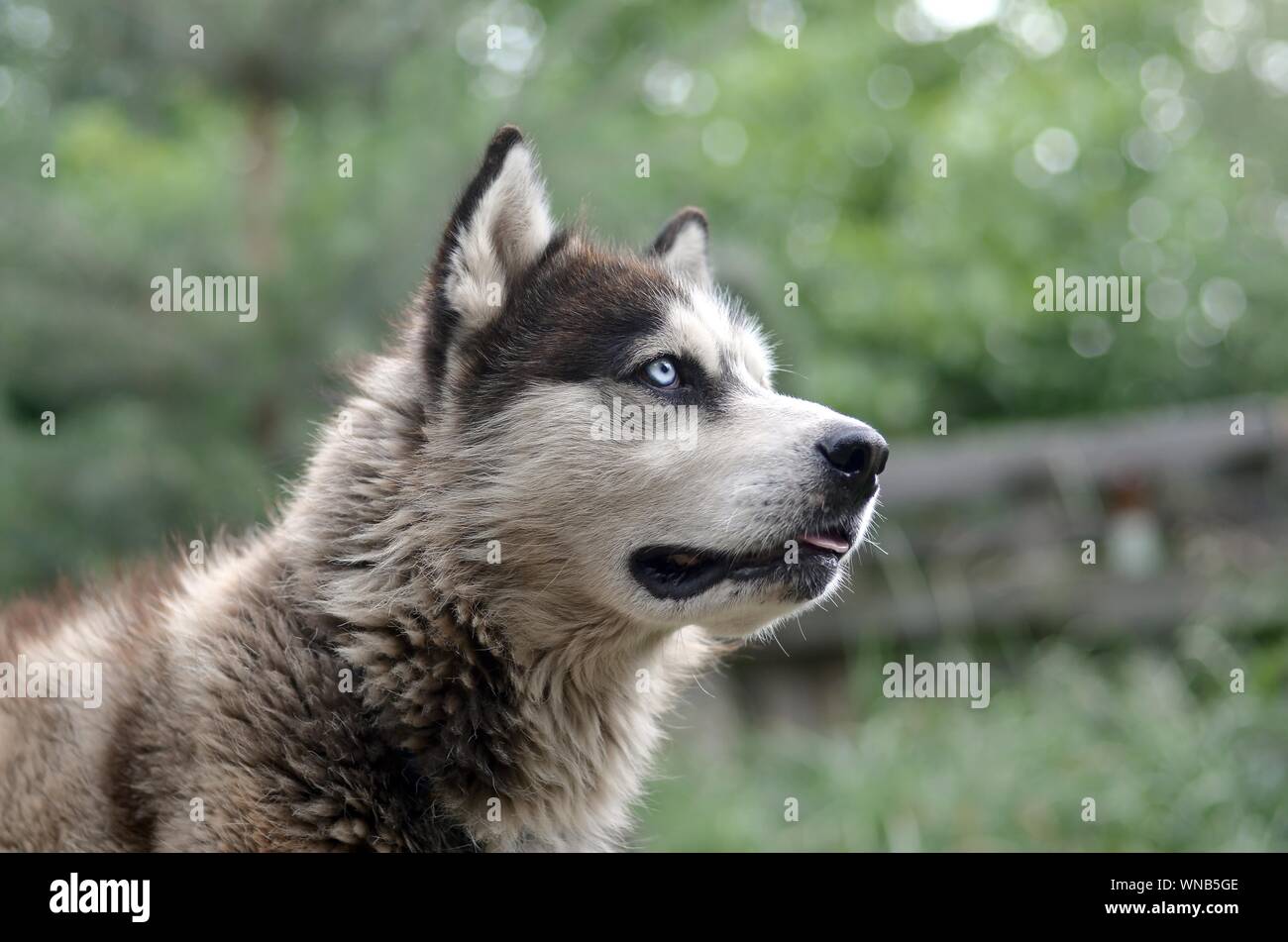 Alaskan Malamute with blue eyes. The Arctic Malamute is a wonderful ...