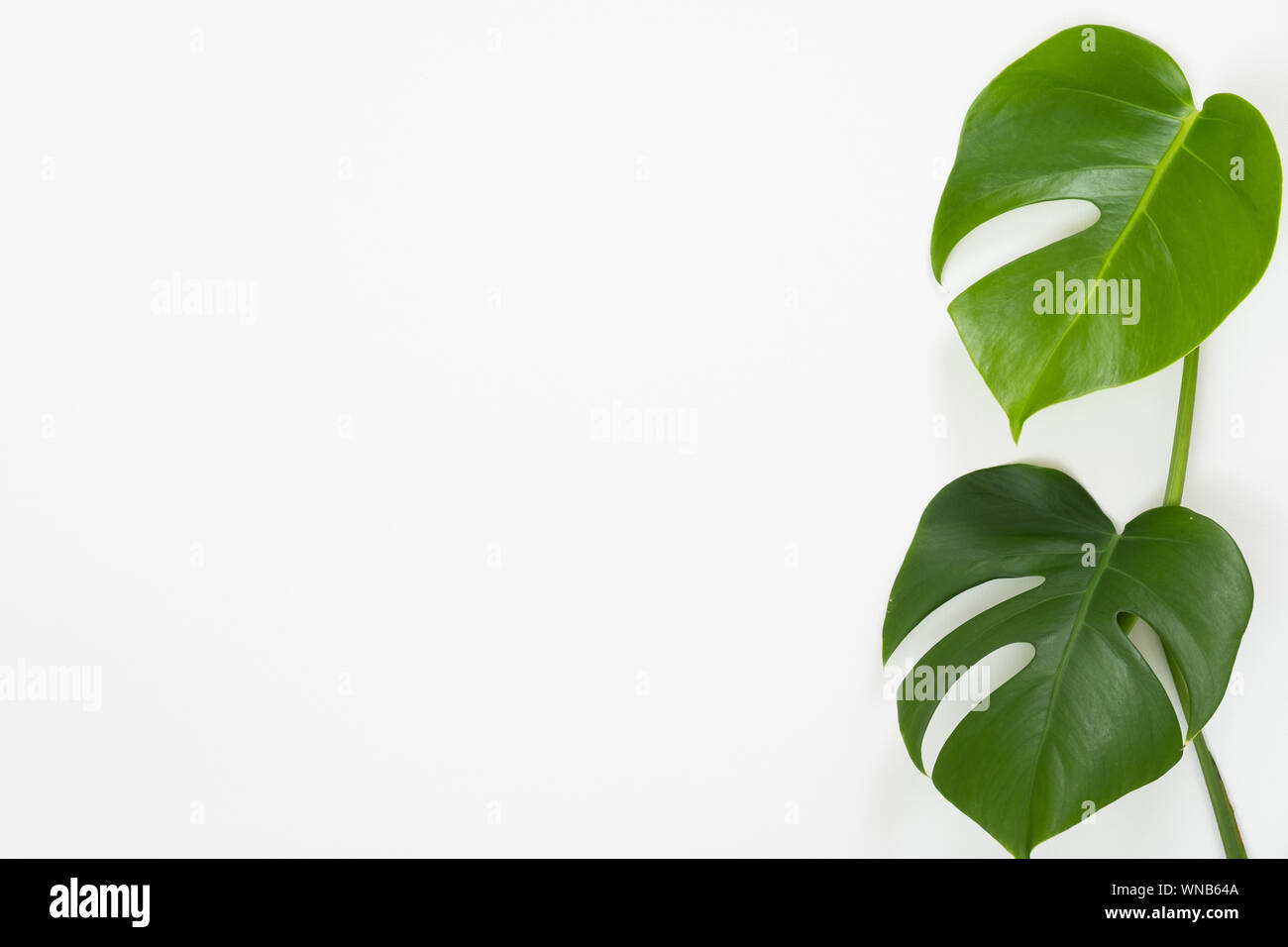 Tropical leaves Monstera on white background. Flat lay, top view Stock ...
