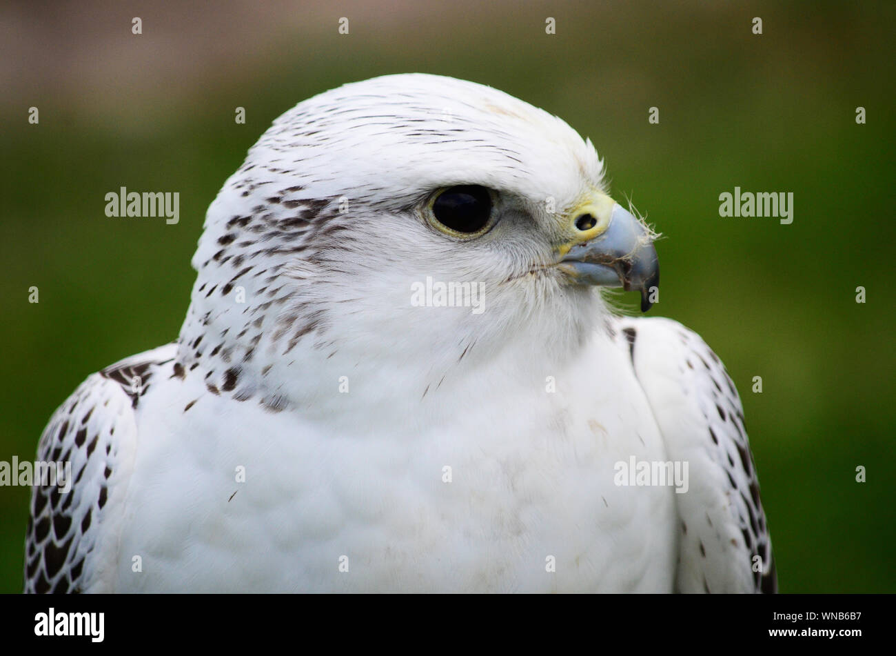 Gyrfalcon (Falco rusticolus Stock Photo - Alamy