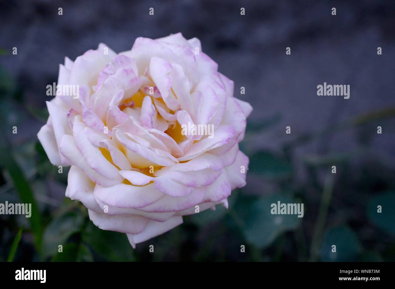 White rose flower on dark green blurred background. Garden Rose Rosa ...