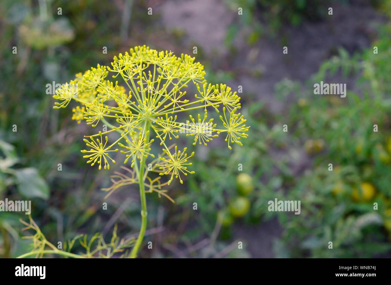 Yellow flowers of dill in garden fields close up. Anethum graveolens ...