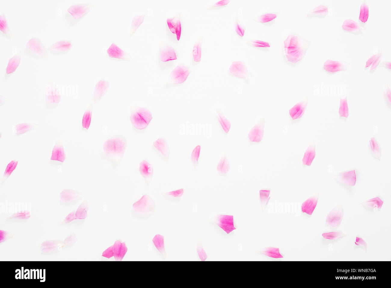 Falling down pink roses petals on white background. Flat lay, top view ...