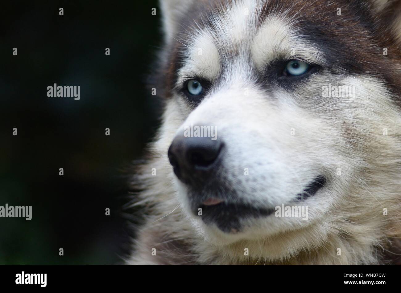 Alaskan Malamute with blue eyes. The Arctic Malamute is a wonderful ...
