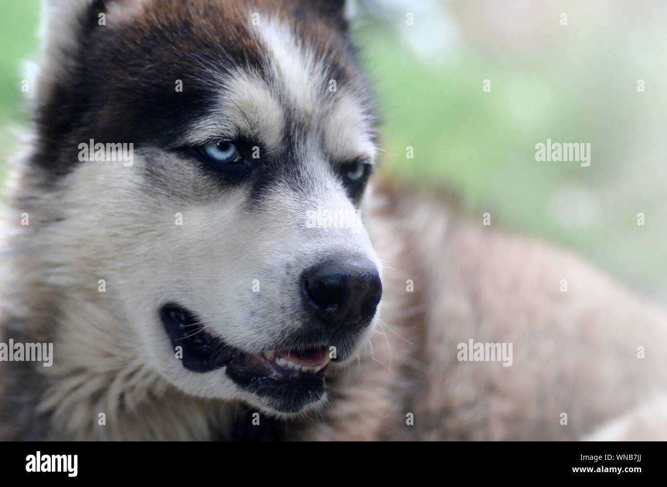 Alaskan Malamute with blue eyes. The Arctic Malamute is a wonderful ...