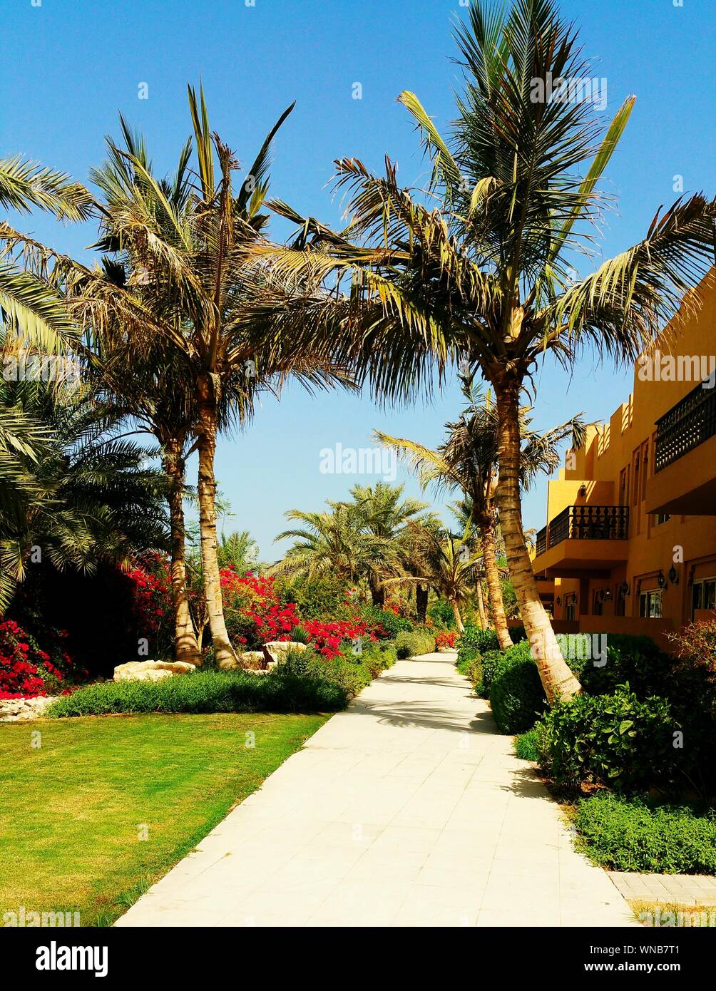 Palm walkway hi-res stock photography and images - Alamy