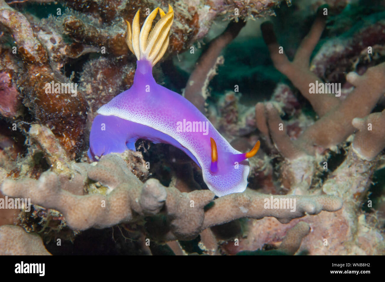 Hypselodoris bullocki hi-res stock photography and images - Alamy