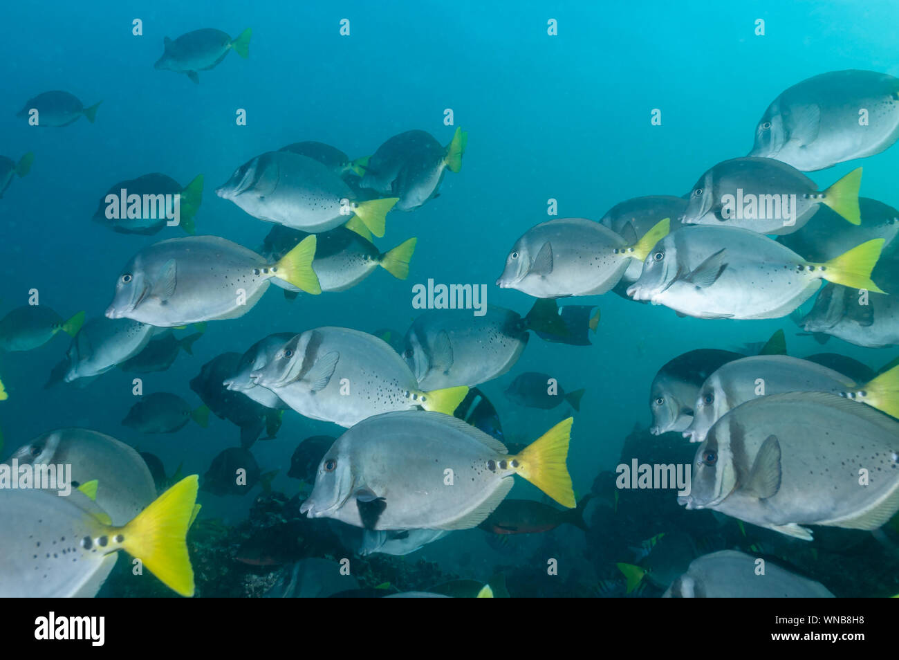 Razor fish hi-res stock photography and images - Alamy