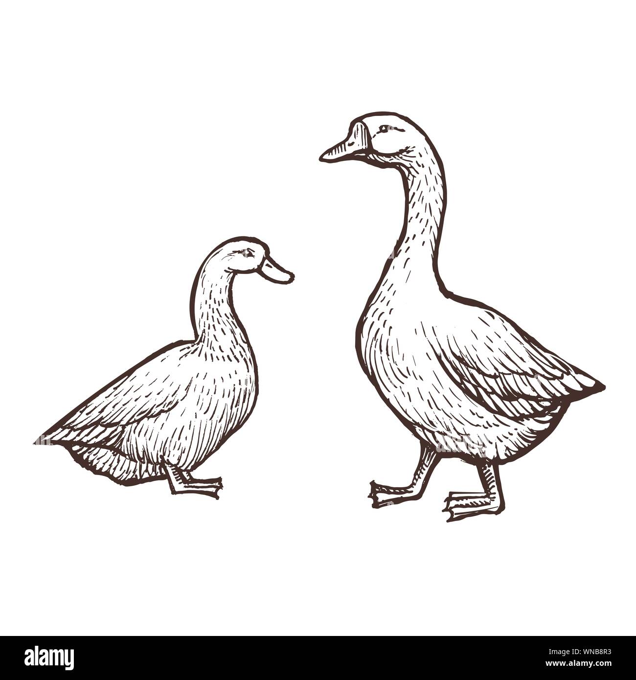 Geese And Duck Clip Art