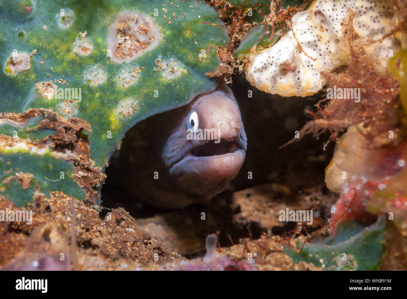 White eyed moray eel Philippines Stock Photo - Alamy