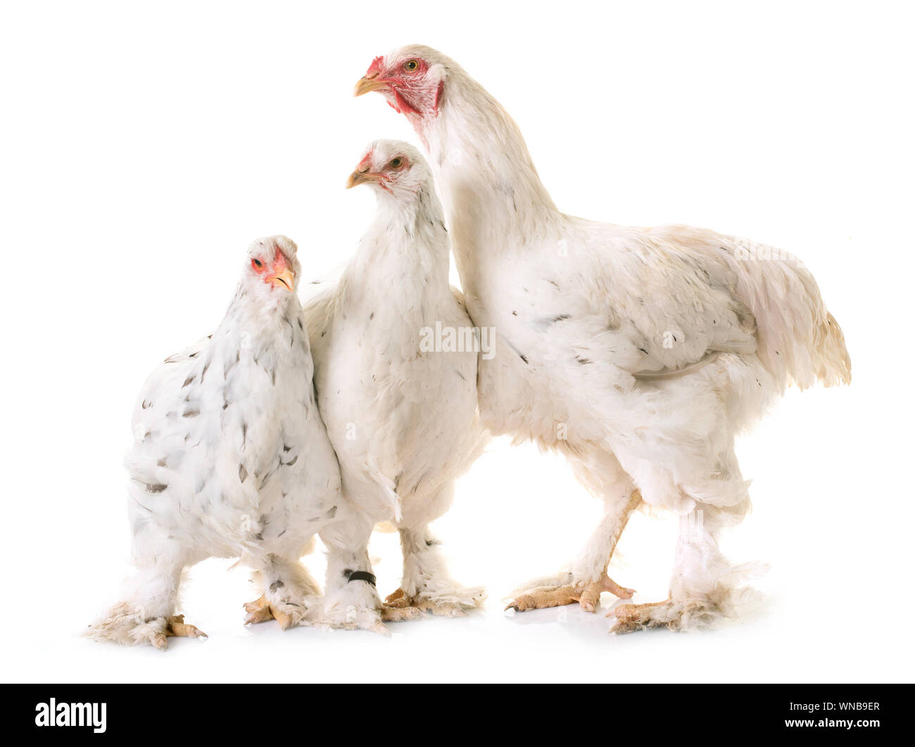 Three chickens hi-res stock photography and images - Alamy