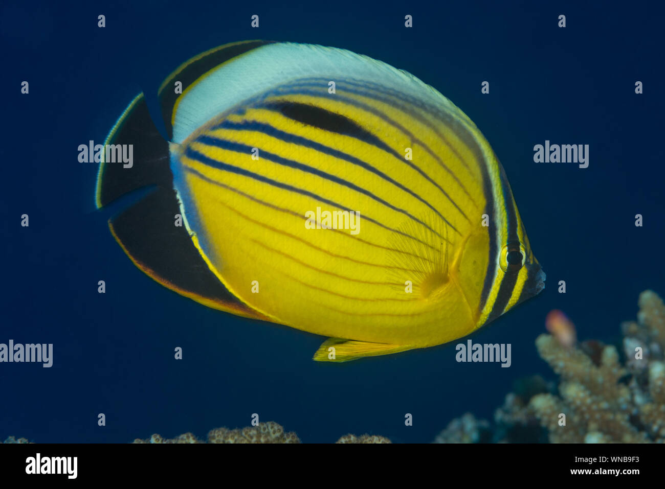 Exquisite butterflyfish swimming over Red Sea coral reef Stock Photo ...