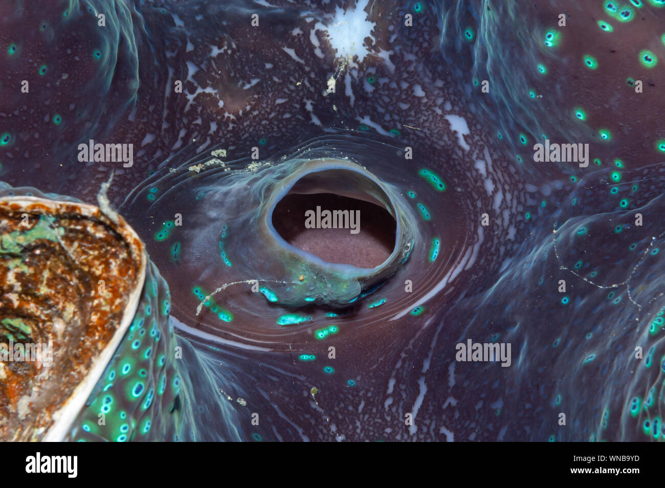 Giant clam abstract macro Philippines Stock Photo - Alamy