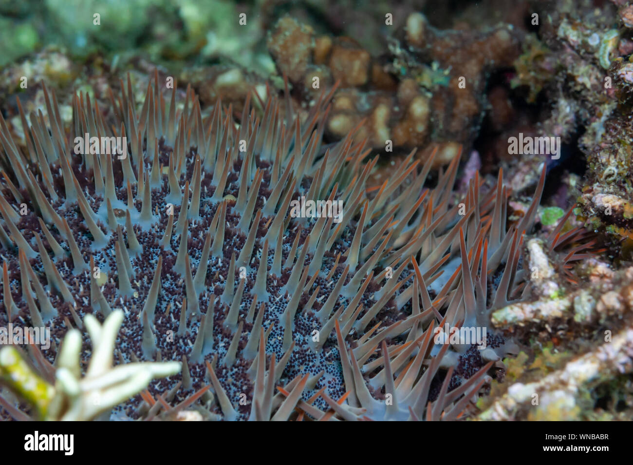Crown of thorns sea star Stock Photo - Alamy