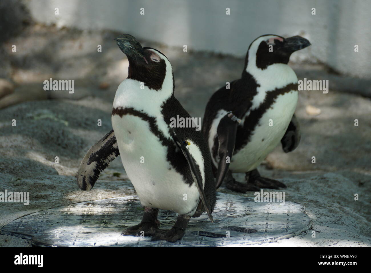 Relaxed penguins hi-res stock photography and images - Alamy