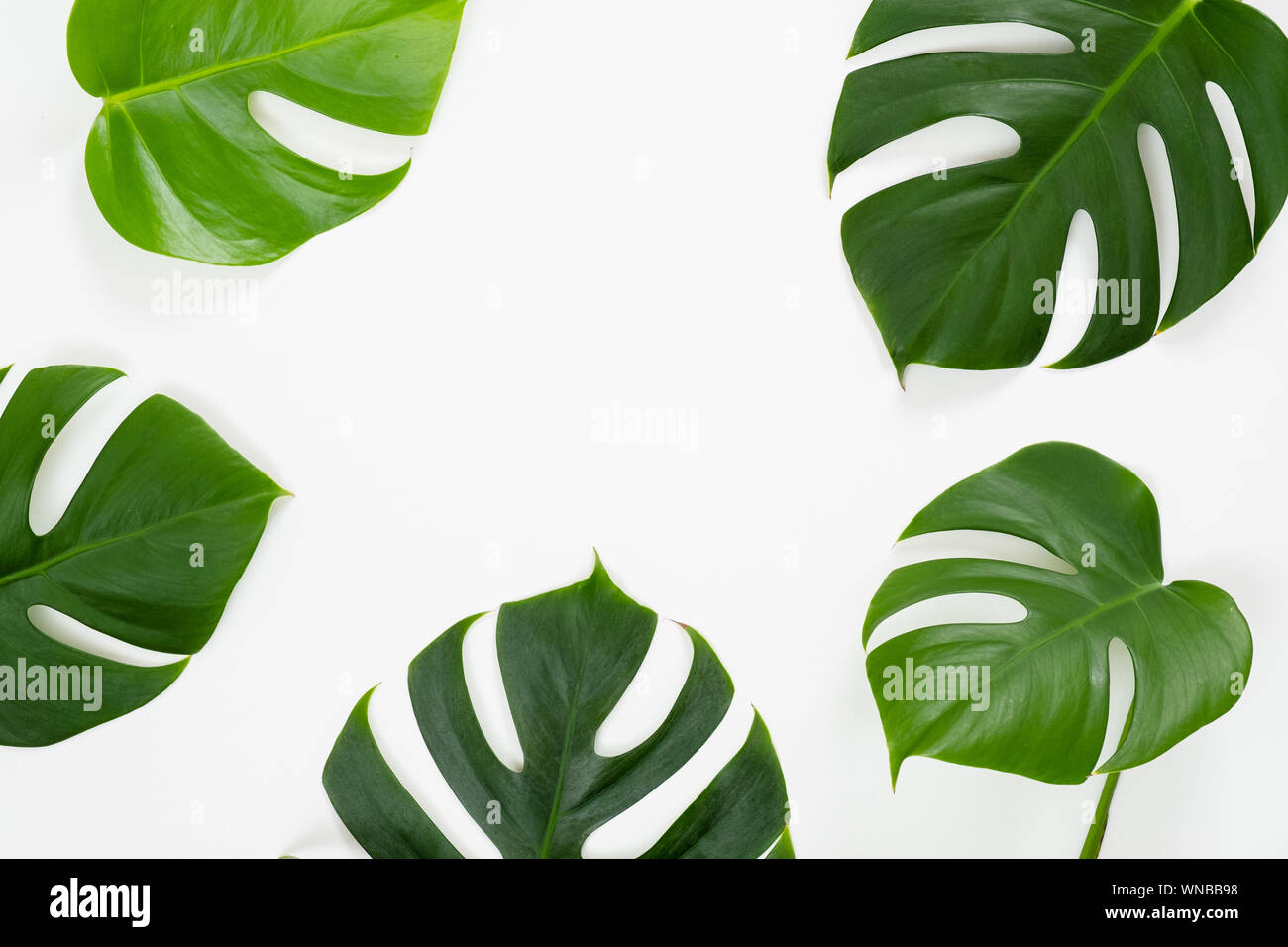 Tropical jungle monstera leaves on white background. Flat lay, top view ...