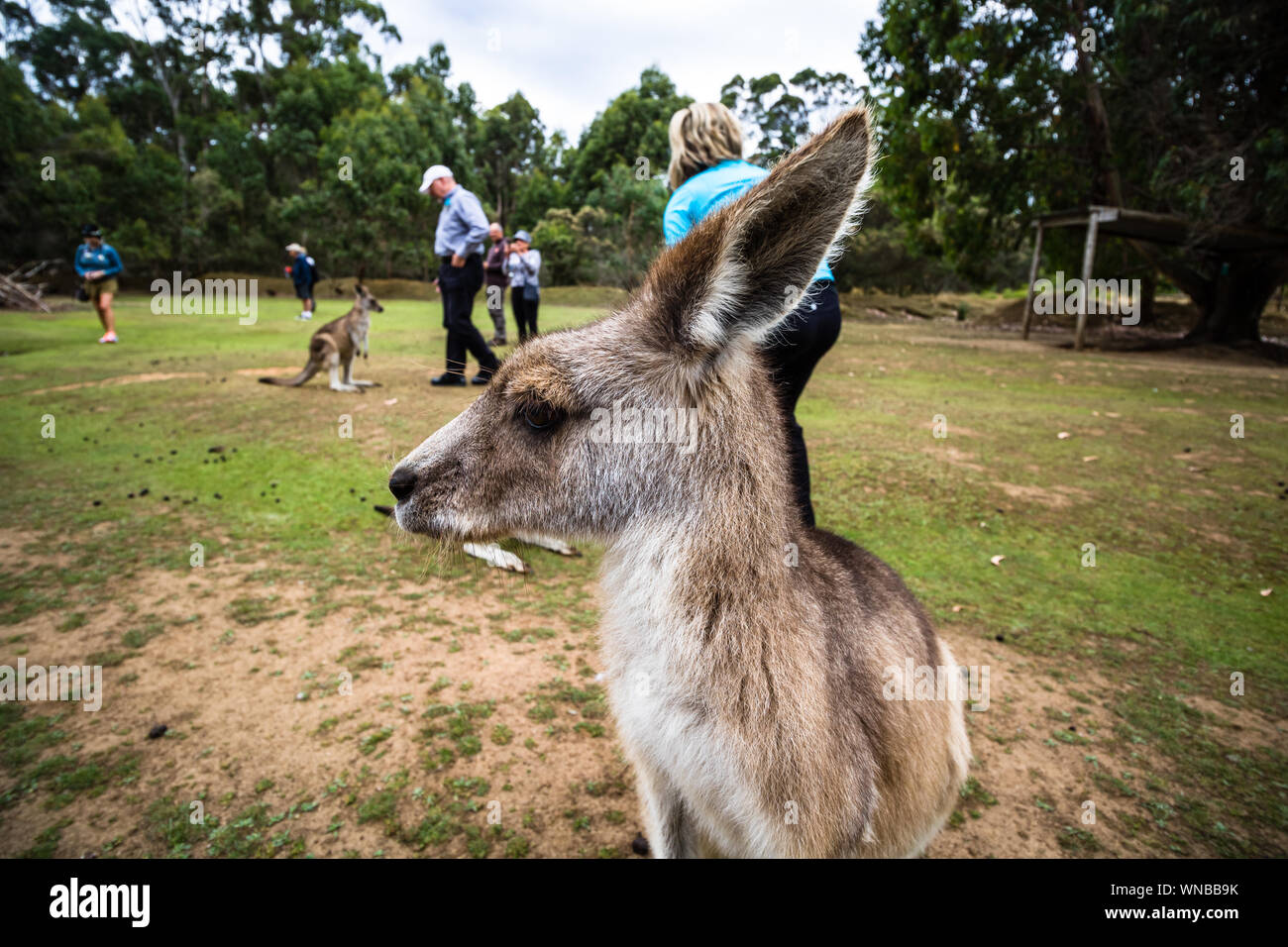 Aggressive kangaroo hi-res stock photography and images - Alamy