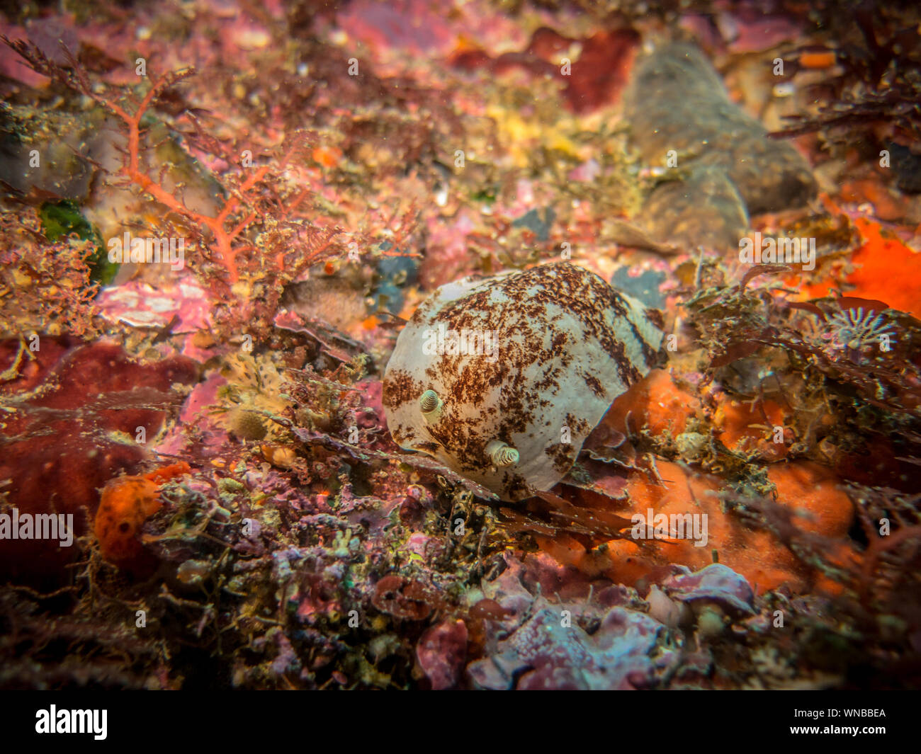 Swimming slug hi-res stock photography and images - Alamy