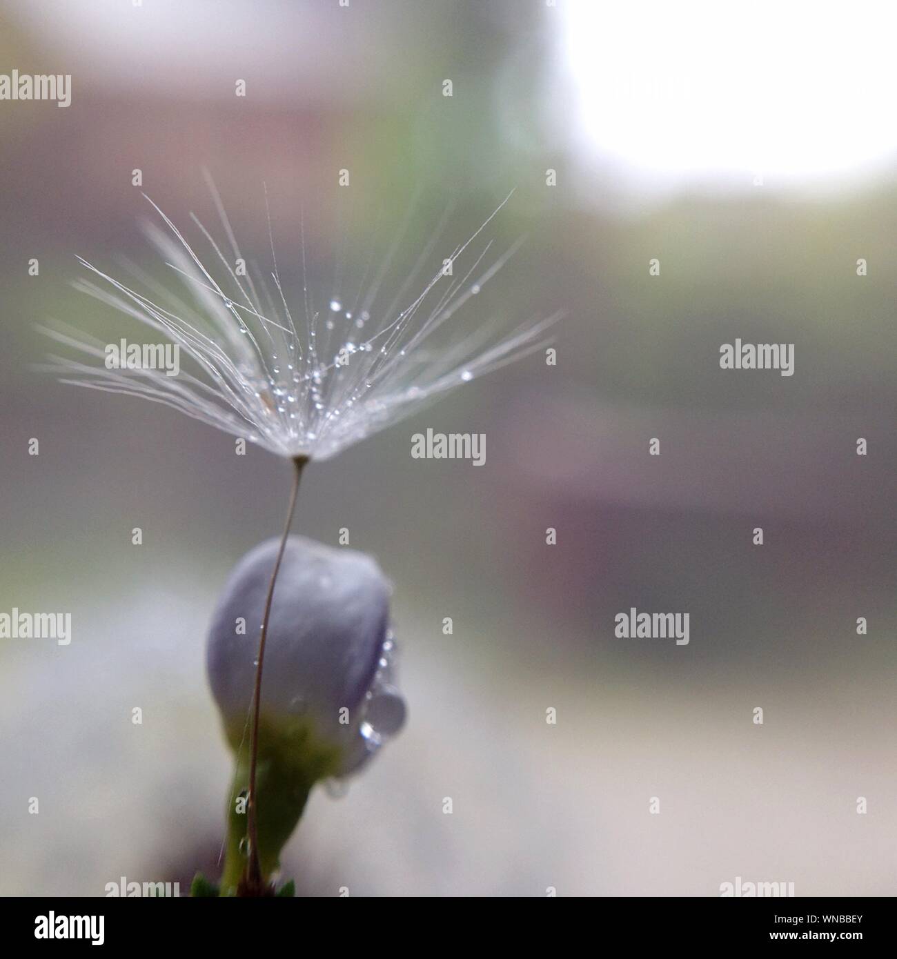 Wet Seed High Resolution Stock Photography and Images - Alamy
