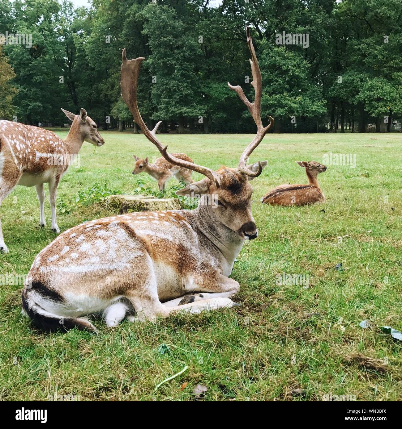 Family sitting resting mammal hi-res stock photography and images - Alamy