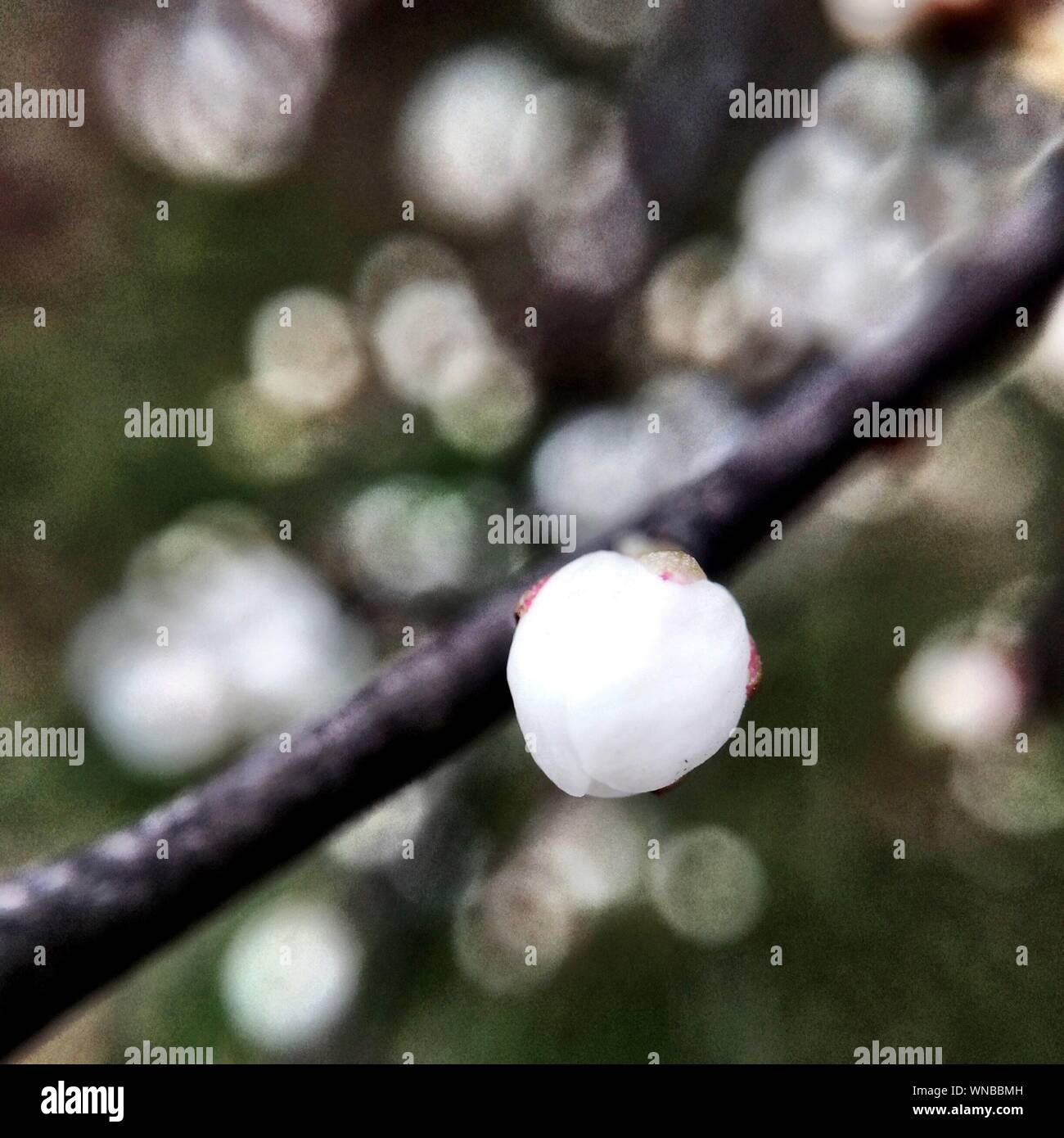 Cotton ball hi-res stock photography and images - Alamy